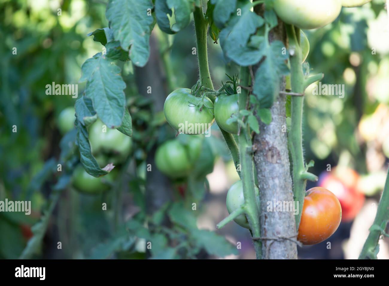 Ripe and unripe tomatoes grow in the garden Stock Photo - Alamy