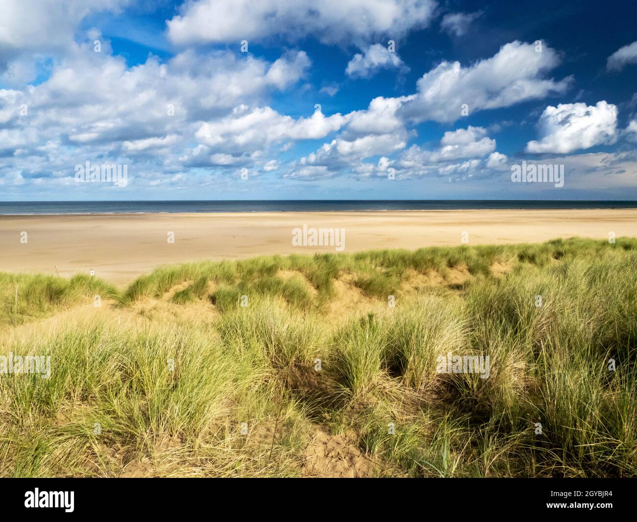 Marram grass growing on sand dunes at the head of the beach at Holkham ...
