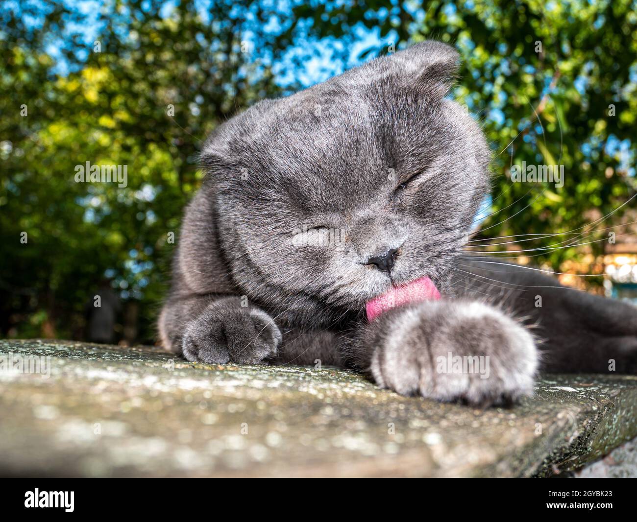 Scottish Fold cat licks its paw with its tongue. Gray Scottish Fold ...