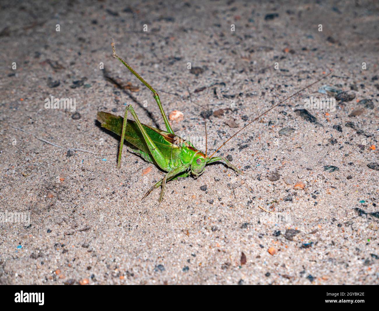 A large green locust is sitting on the sand. Hopper. Locust insect pest ...