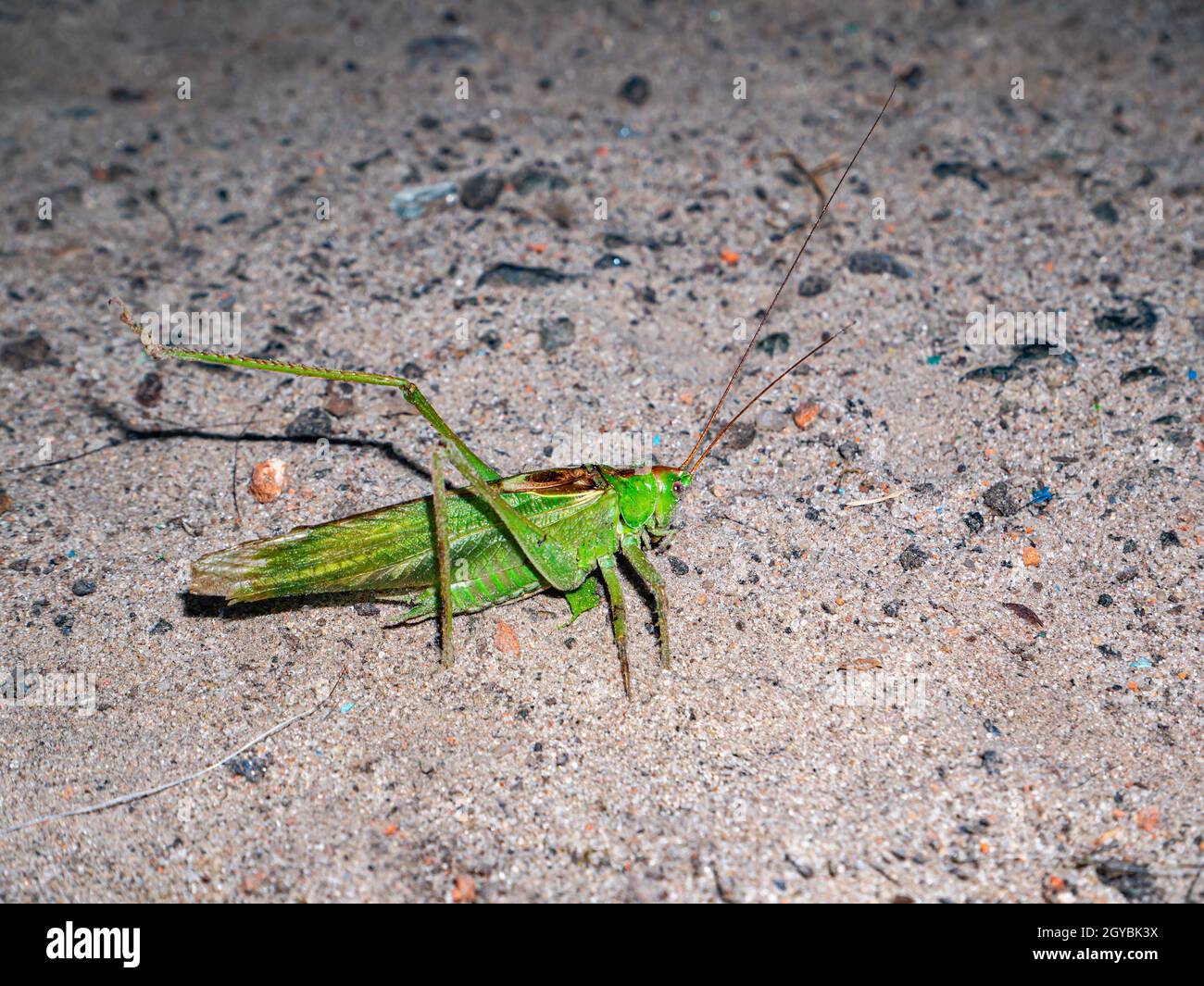 A large green locust is sitting on the sand. Hopper. Locust insect pest ...