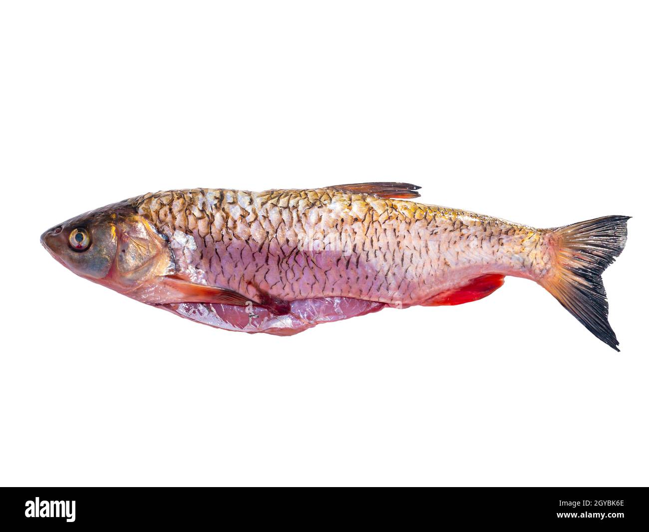Freshwater fish chub isolated on white background. Fishing catch chub ...