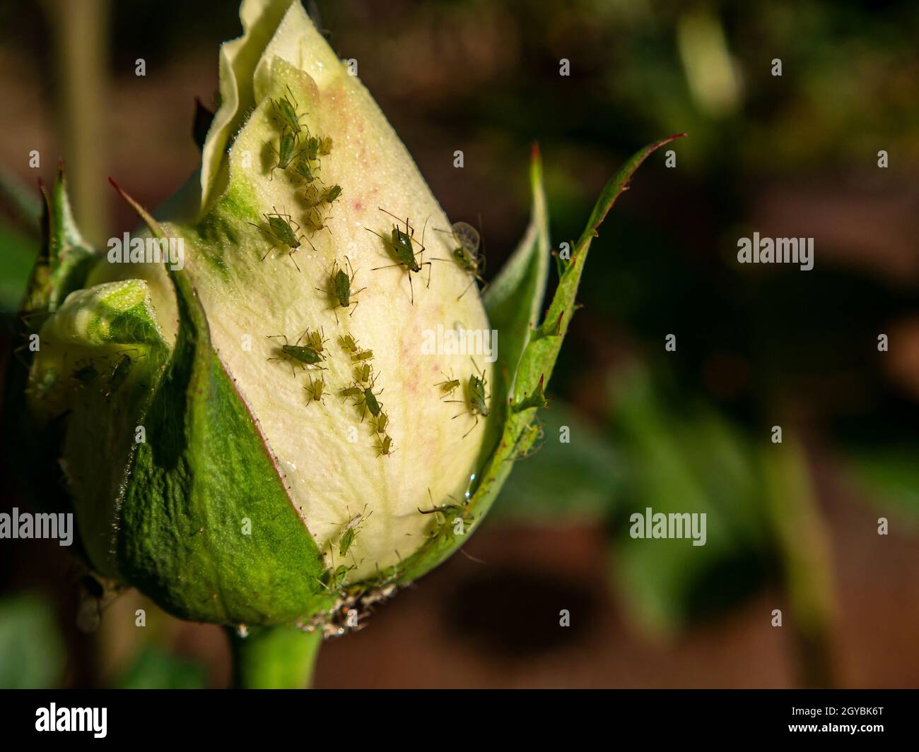 Insect pest green aphid on the petals of a white rose. Green aphid ...
