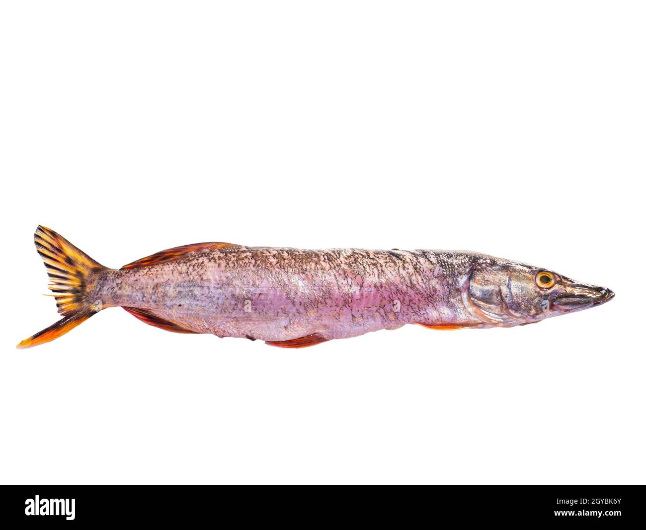 Predatory pike fish isolated on white background. Fishing catch of pike ...