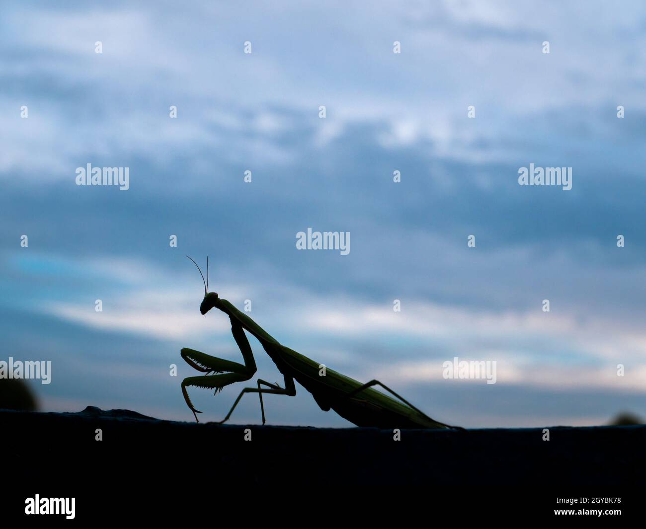 Animal insect green religious mantis is a family of arthropods. A ...