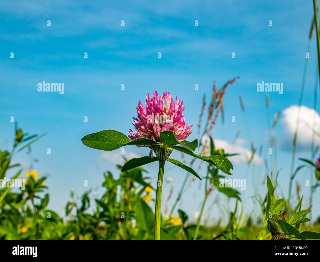 Pink clover flower on a background of blue sky. A clear sunny summer ...