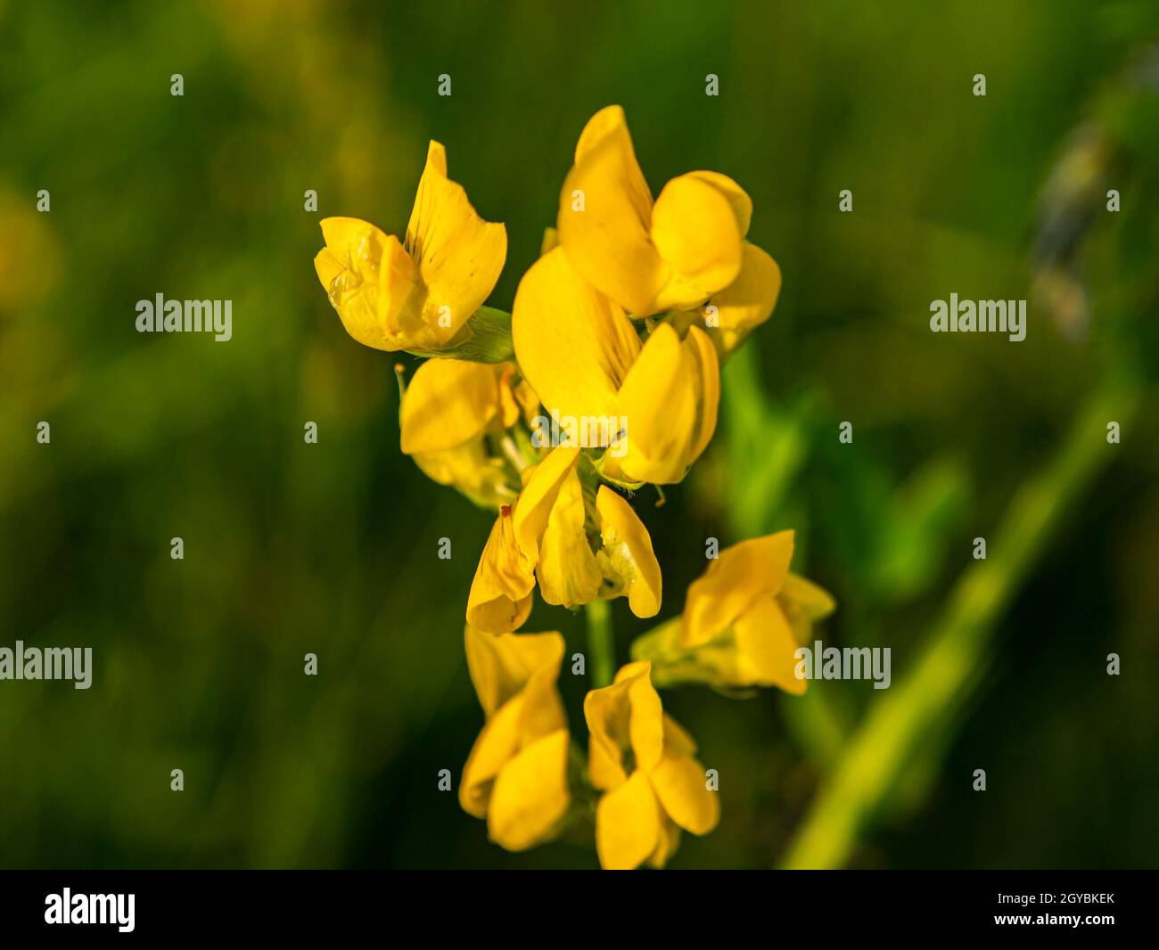 Yellow flowers of field plants in the sunlight. Background image ...