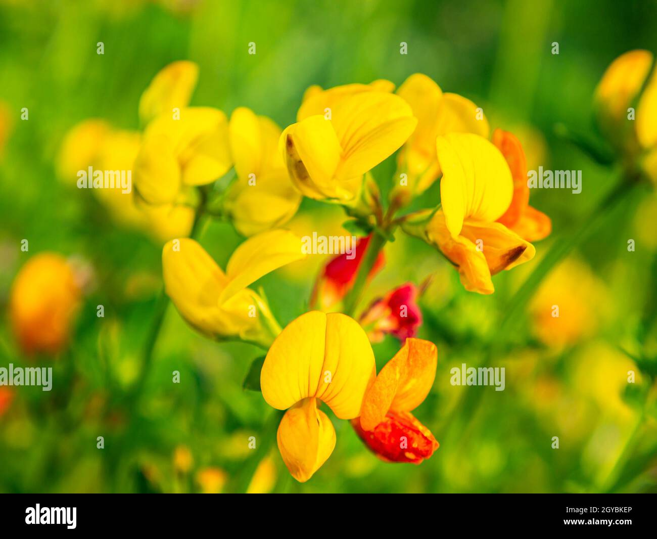 Yellow flowers of field plants in the sunlight. Background image ...