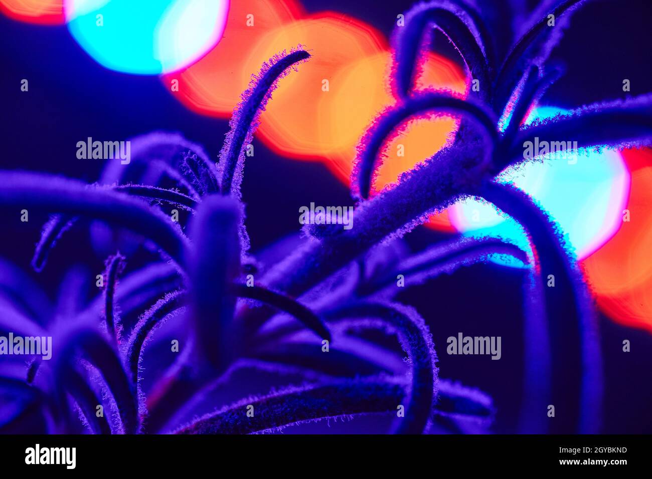 Fuzzy plant in a purple light with circles of light behind it Stock ...