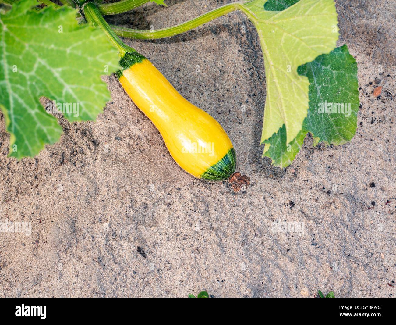 Yellow vegetable marrow on a farm field bed. Agriculture. Harvesting ...