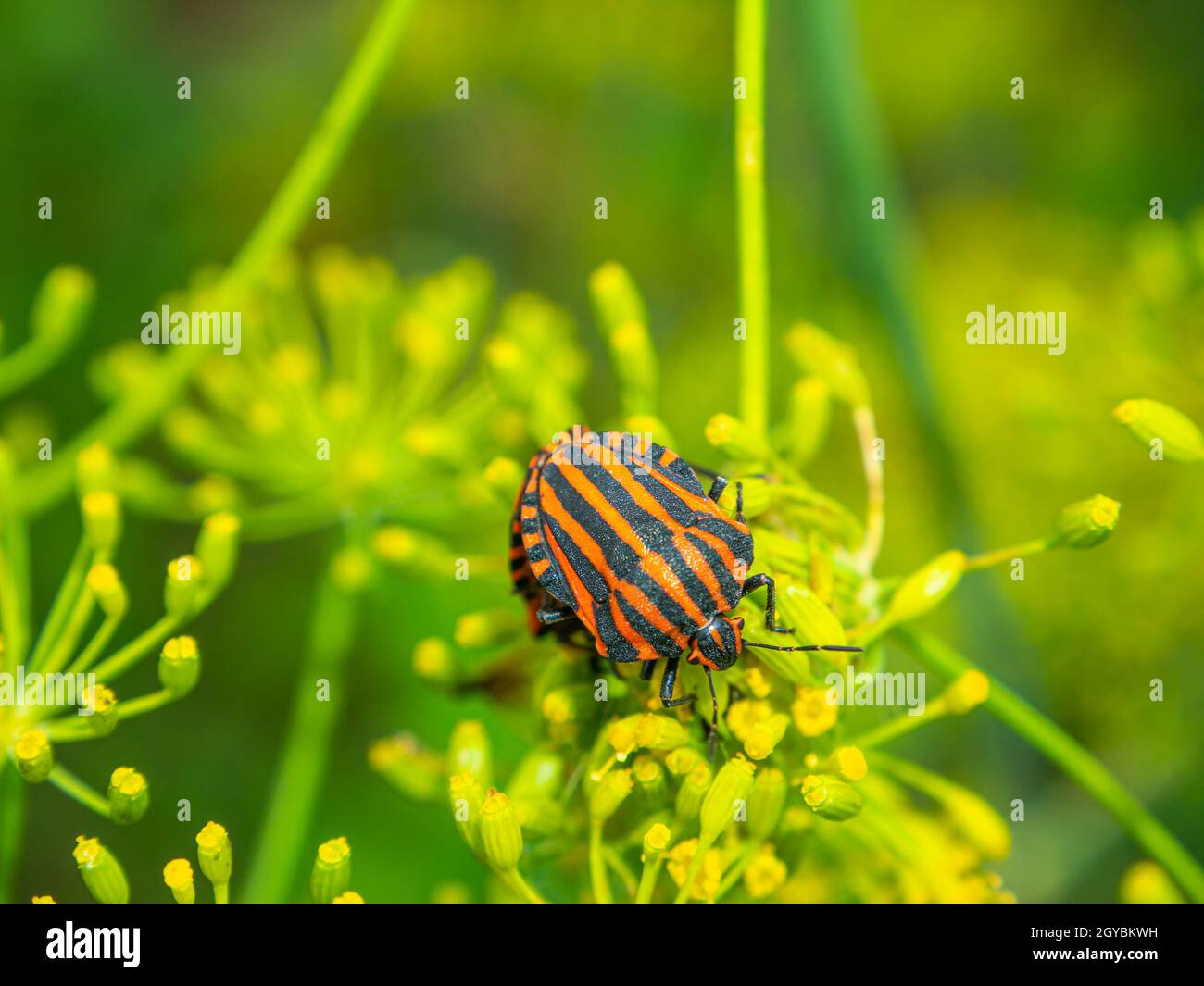 Halyomorpha halys beetle on a plant leaf. Insects. Field plants and ...