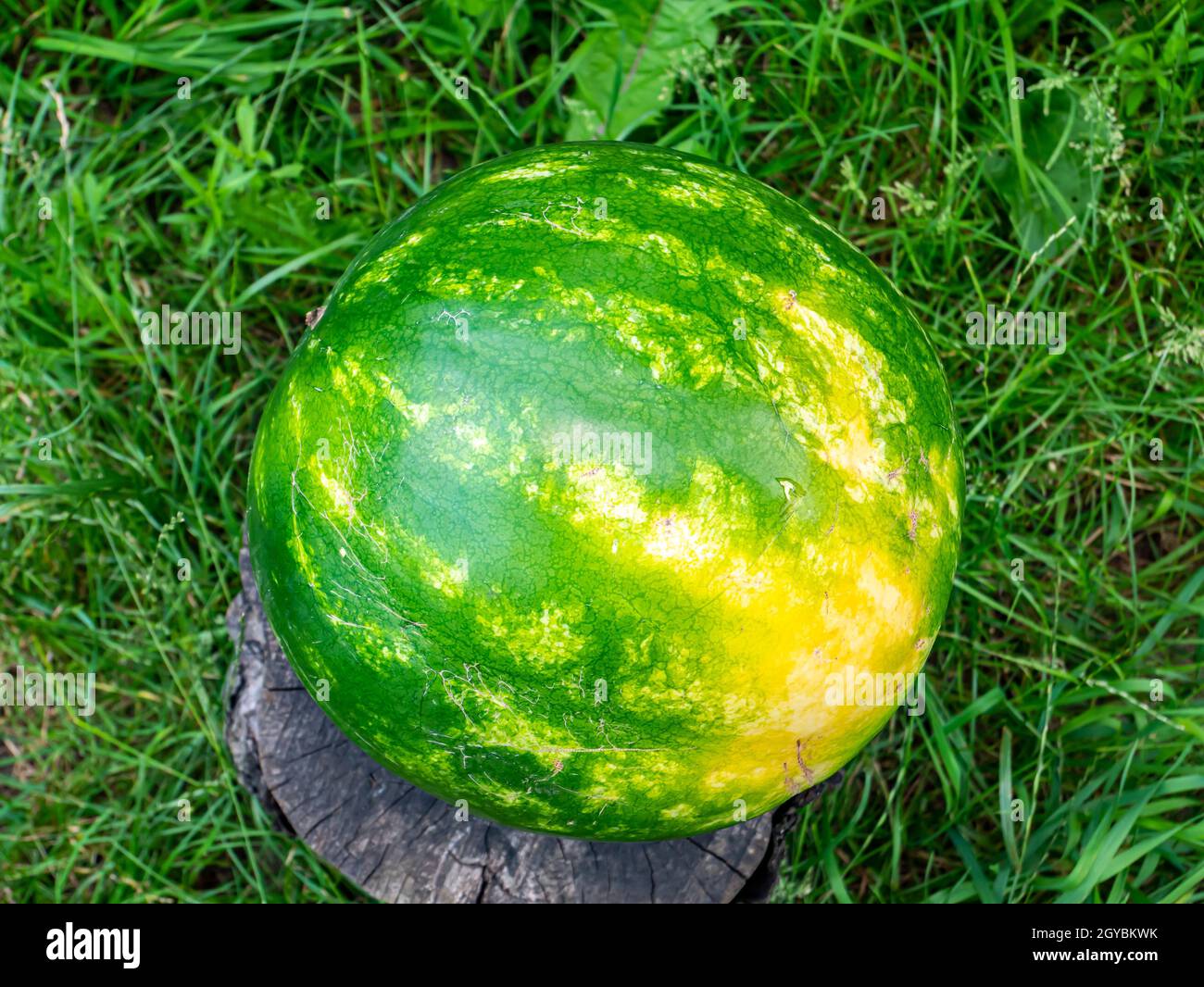 Green striped watermelon on a tree stump. Berry. Food photo. Place for ...