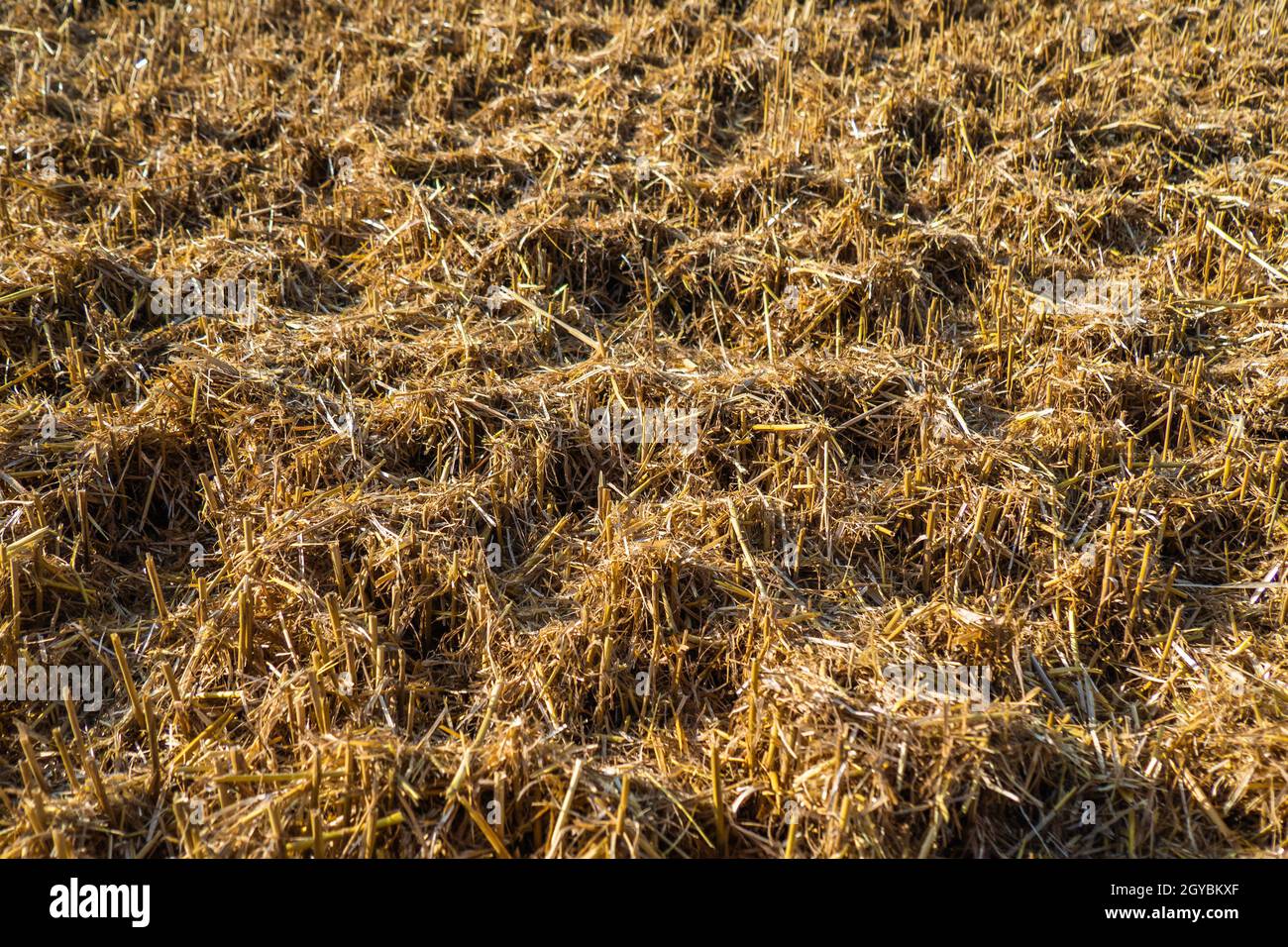 Cut Stalks of Cereals in the Agricultural Field in Summer Stock Photo ...