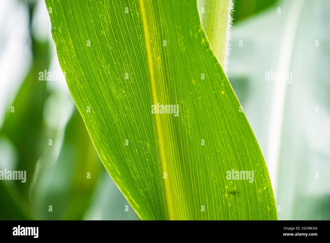 Green Leaves of Corn with Blurred Background Stock Photo - Alamy