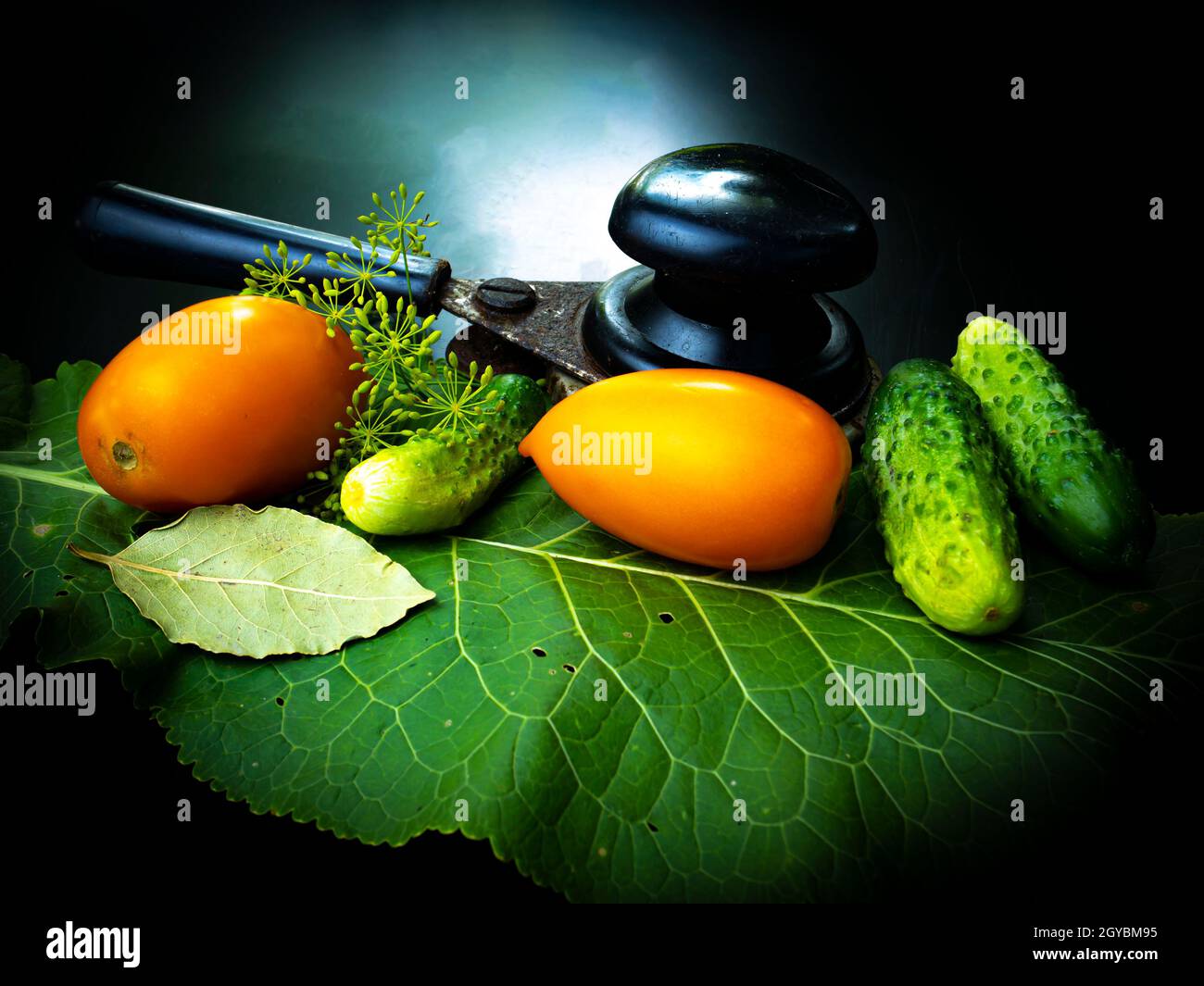 Mechanical harvest of cucumbers hi-res stock photography and images - Alamy