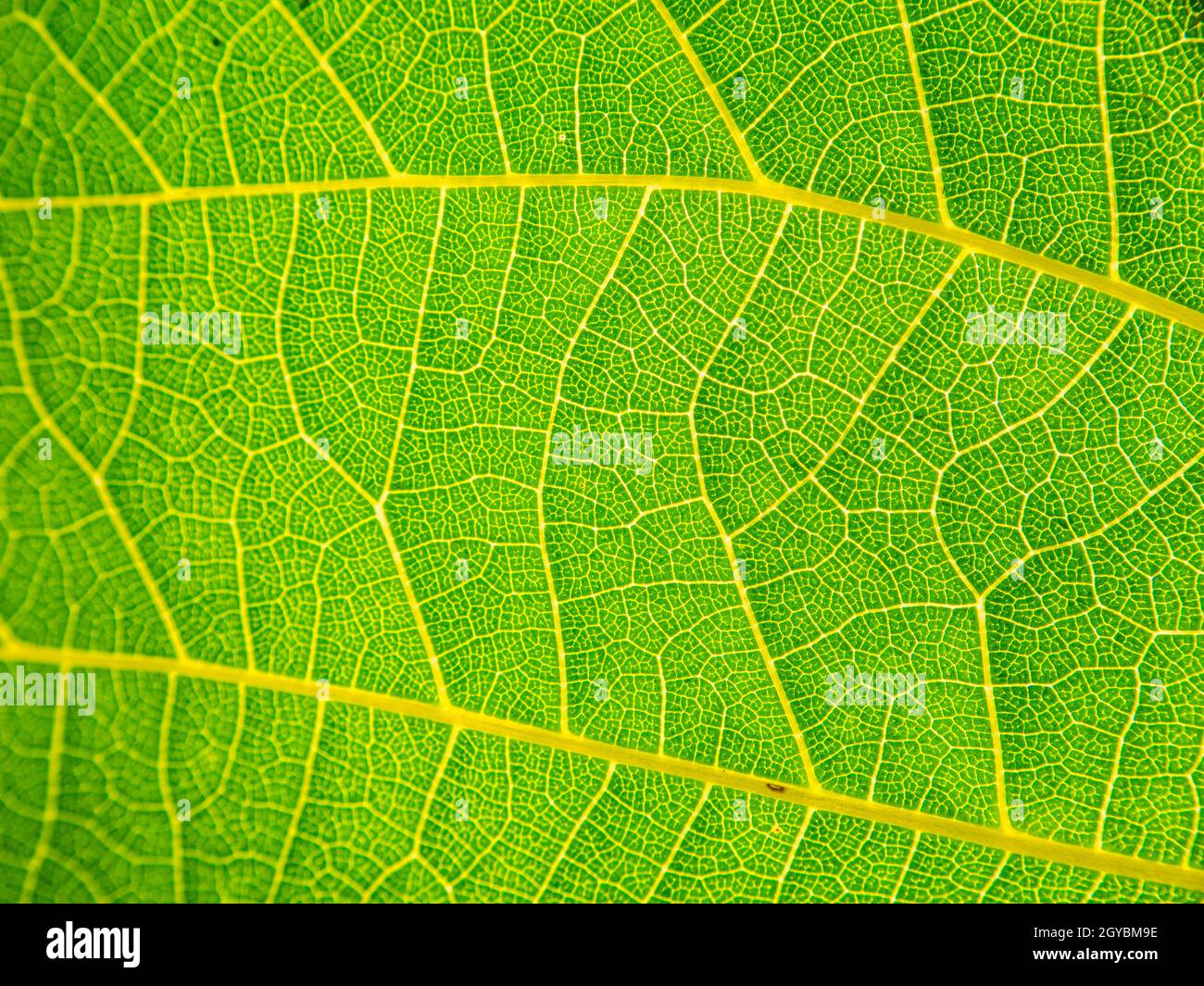 The texture of the green leaf of the plant. Macro photography. Biology ...