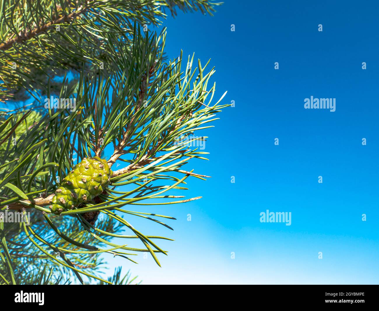 Pinus pinea needles hi-res stock photography and images - Alamy