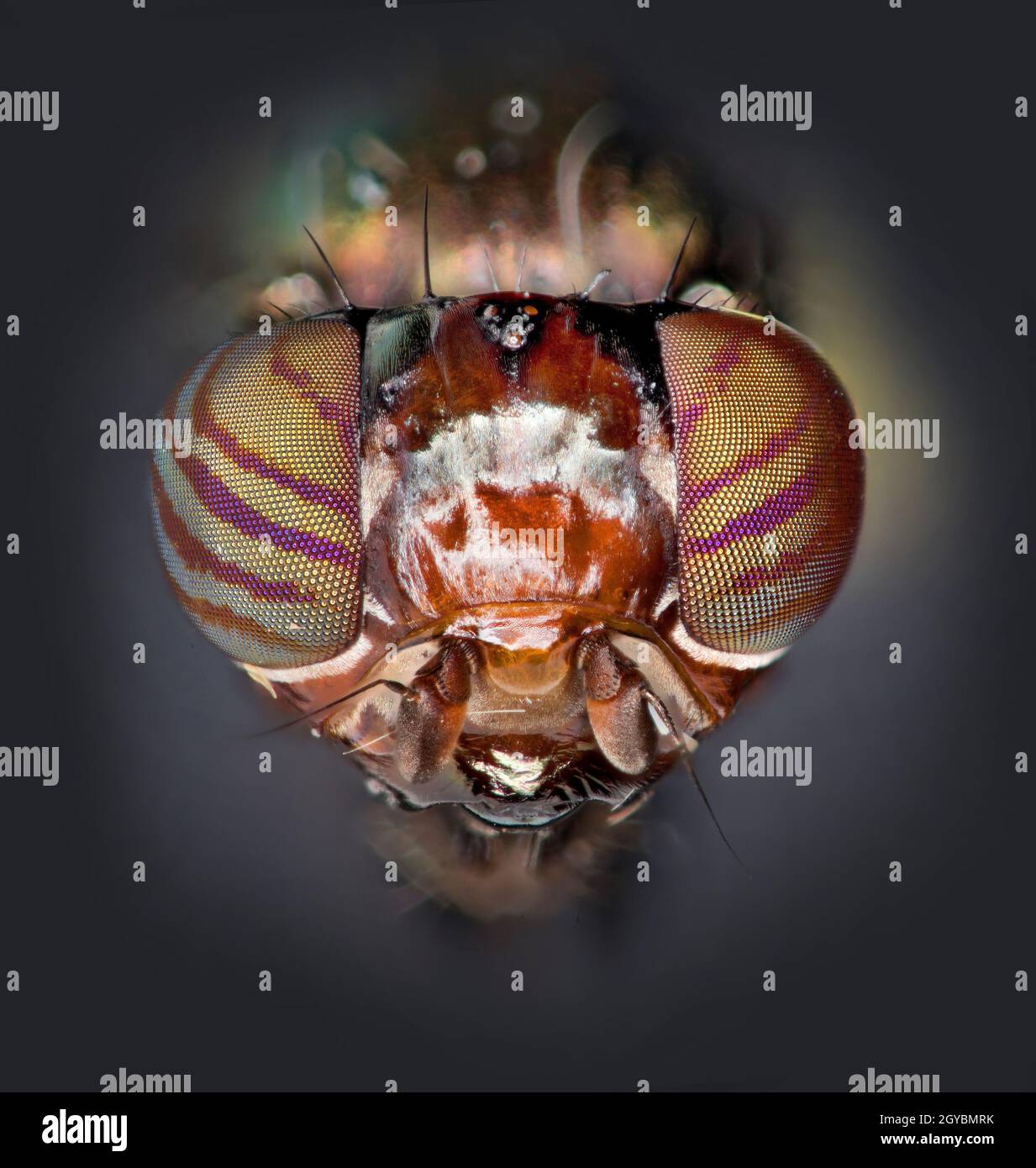 Band winged wingwaver hi-res stock photography and images - Alamy