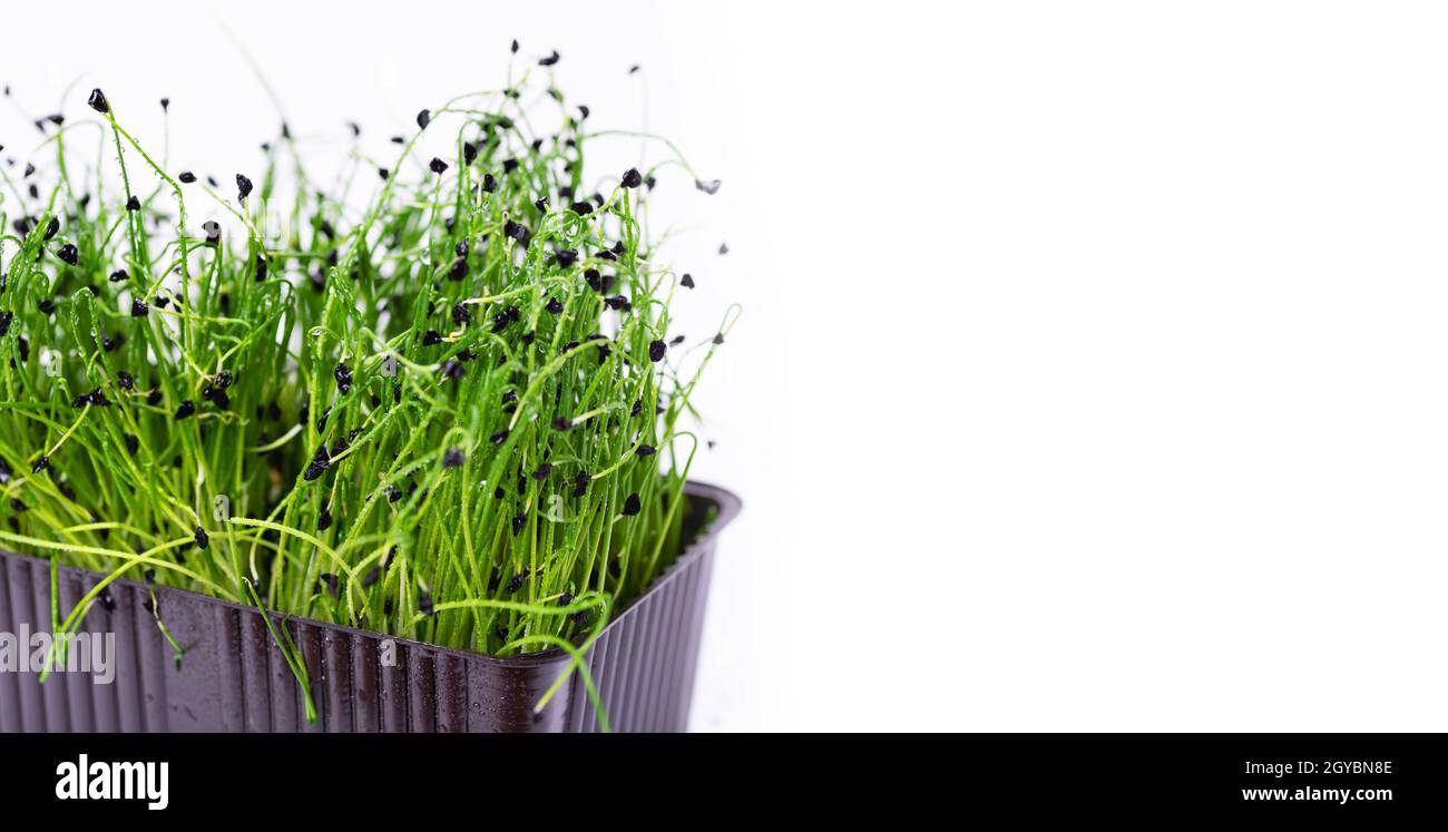 Homemade fresh organic microgreens. Micro green onions on white ...