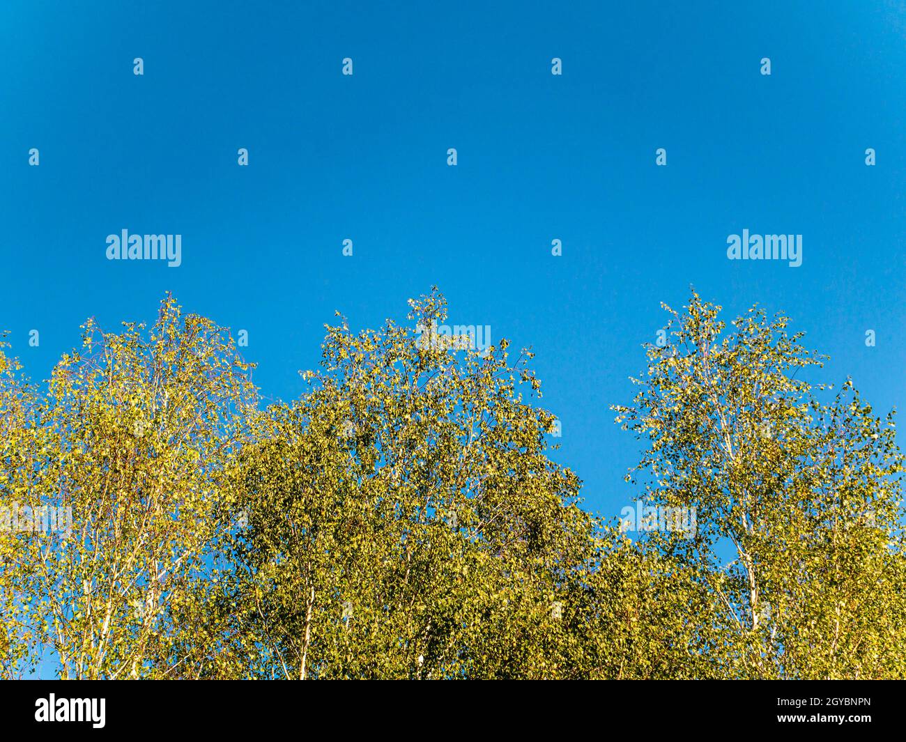 Green branches of a birch tree against the blue sky. Birch Grove. Green ...