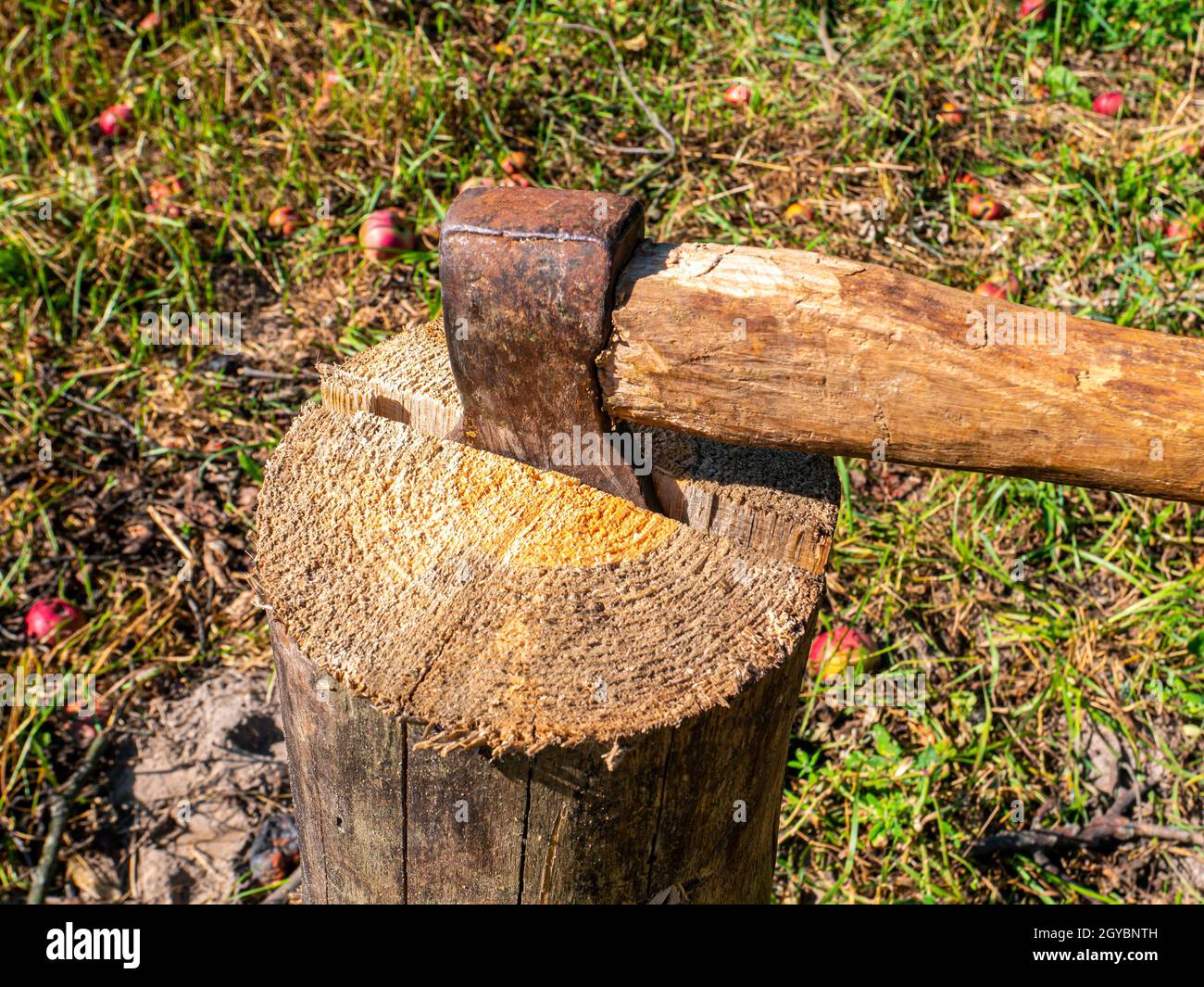 Chopping wood with an iron ax with a wooden handle. Hand tool ax ...