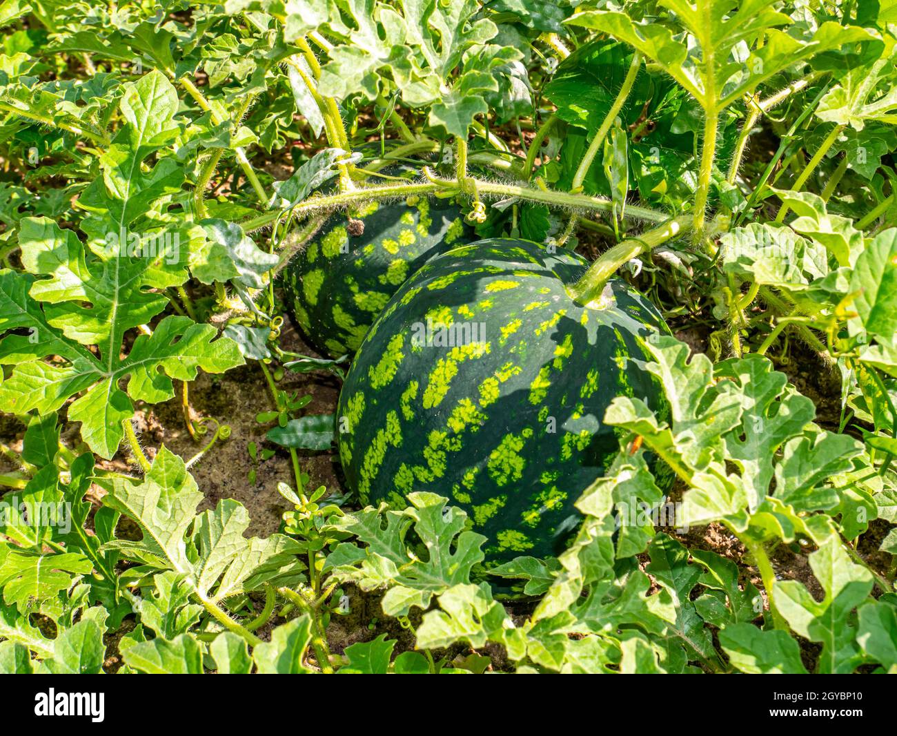 Ground melons hi-res stock photography and images - Alamy