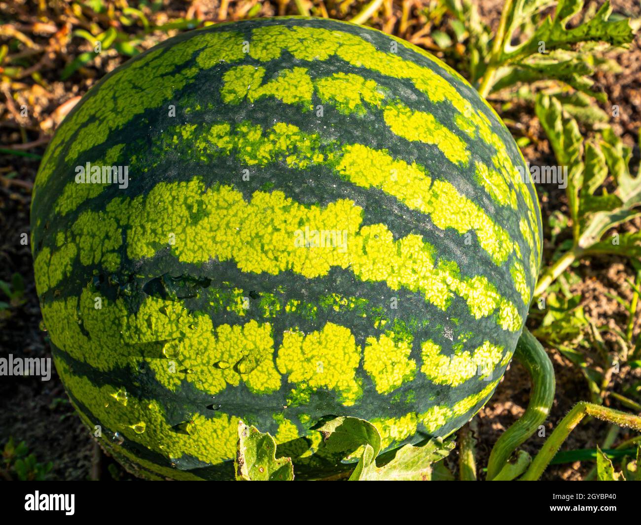 Berry green striped watermelon grows on melons. Green striped ...