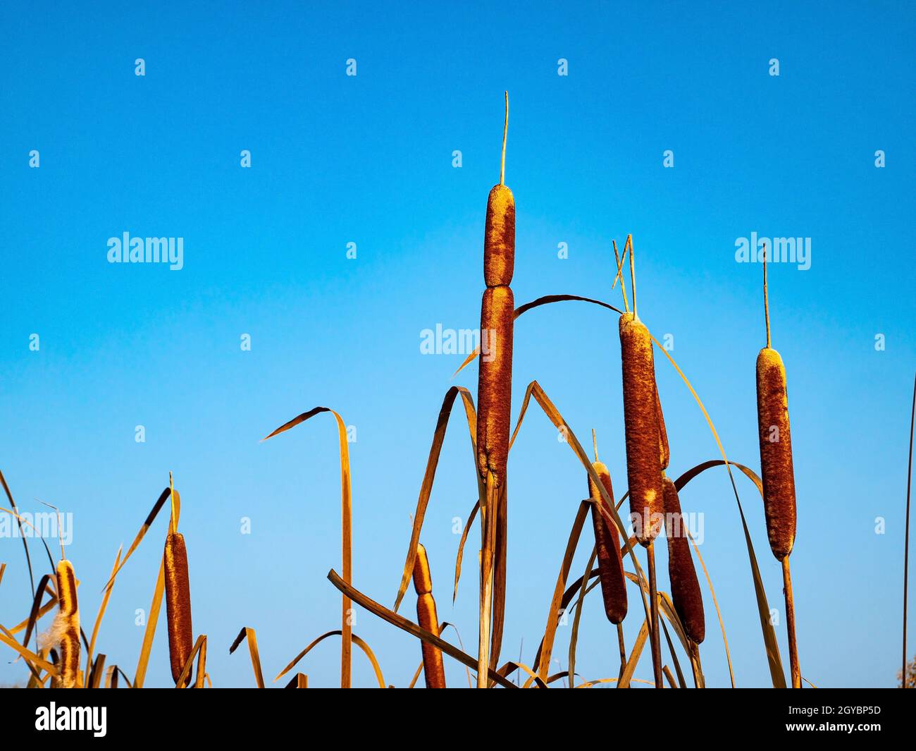 Reed aquatic plant on a background of blue sky. Water reed against the ...