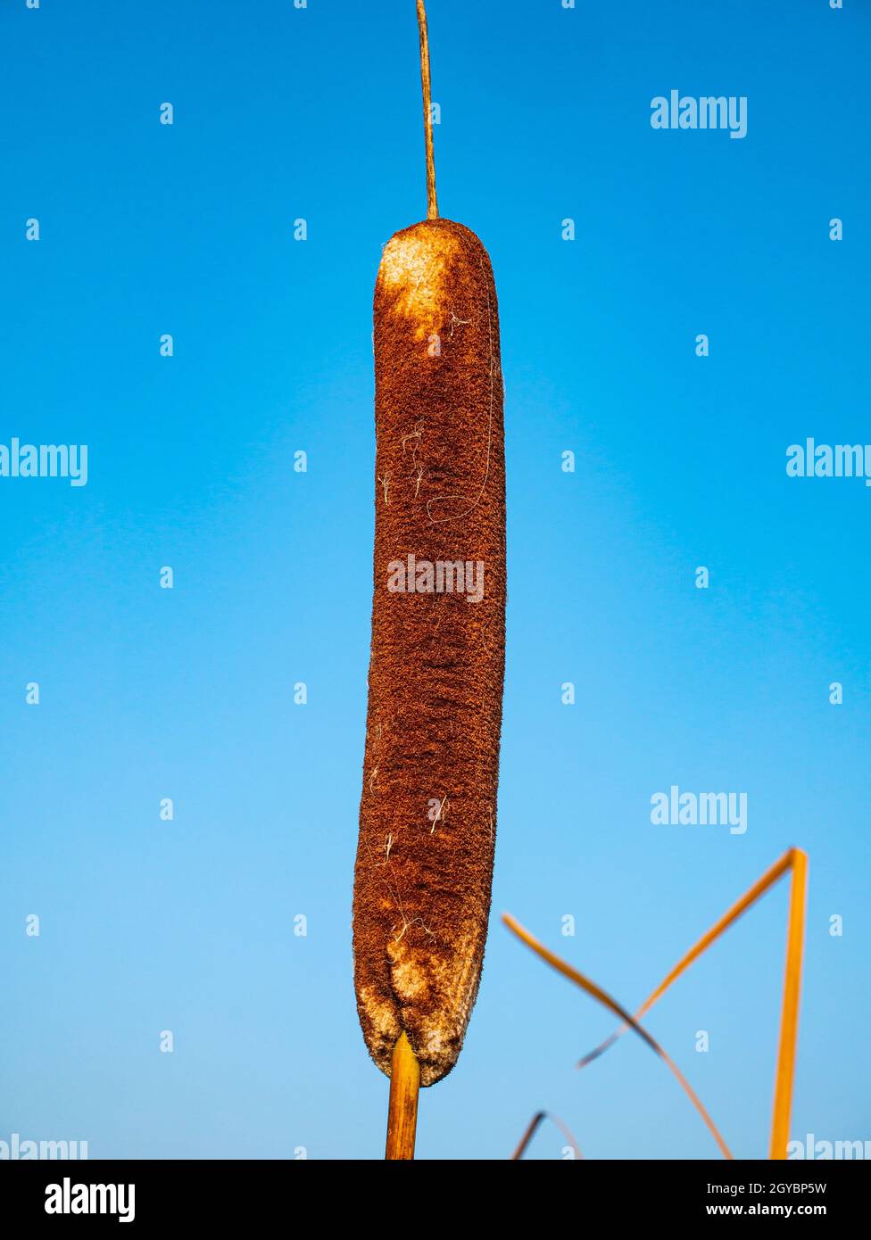 Reed aquatic plant on a background of blue sky. Water reed against the ...