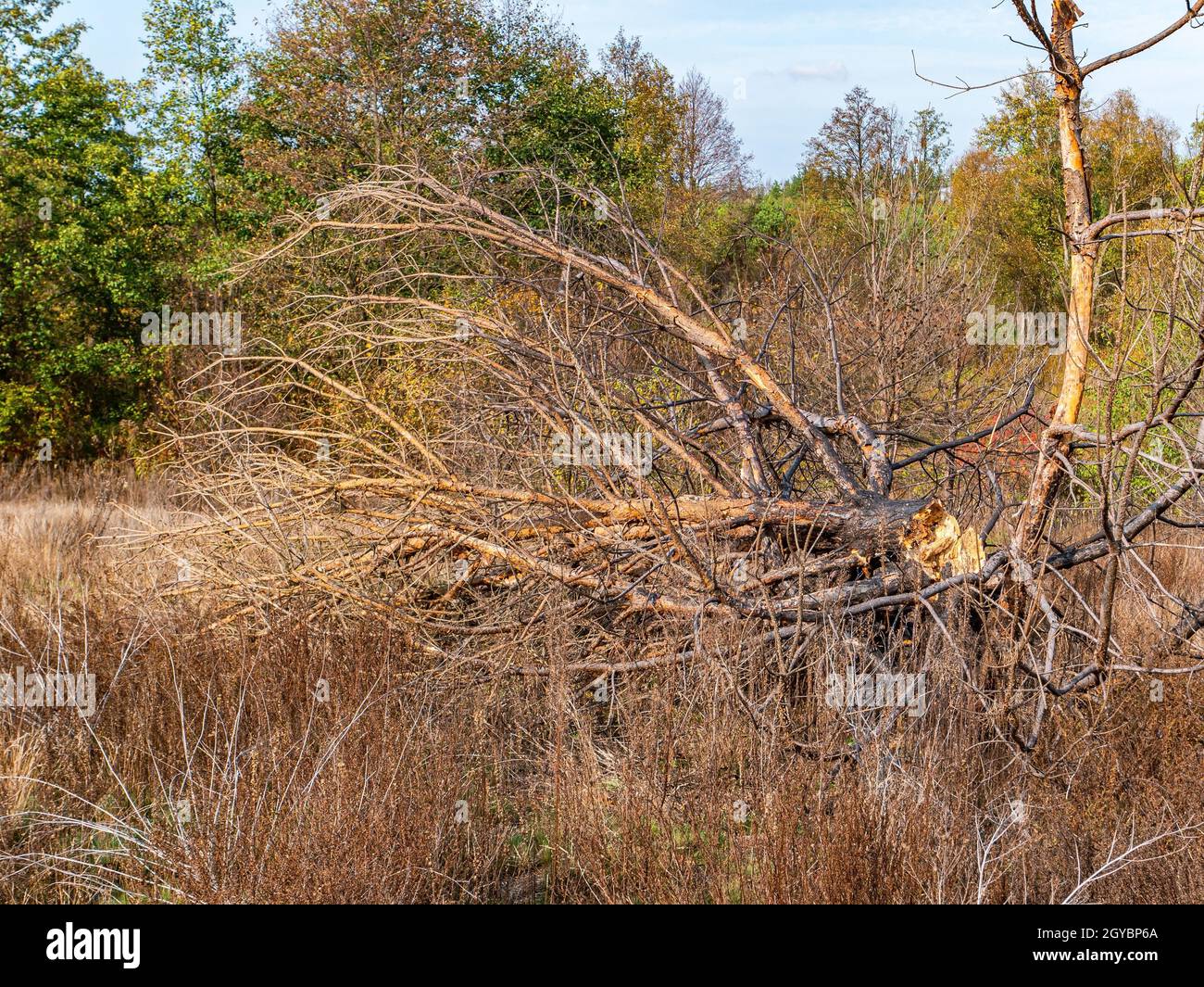 A pine tree broken by a hurricane lies on the grass. Dry wood ...