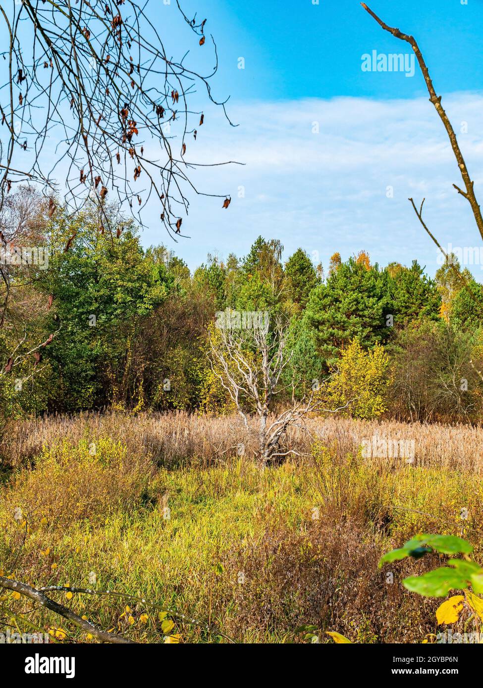 Natural forest landscape against the blue sky. Dry wood. Deciduous ...