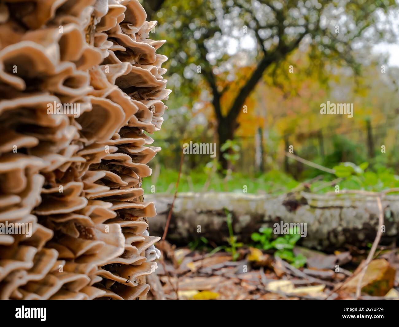 Fungus growths root sponge on a tree stump. Root sponge. Mushroom ...