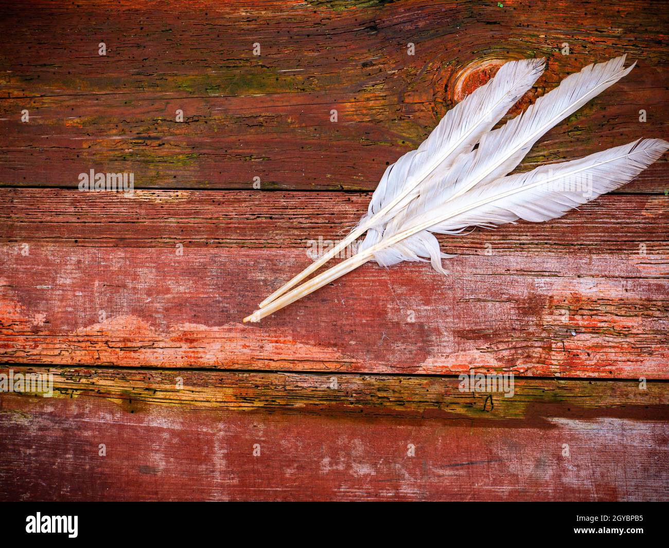 Three white goose feathers on a wooden table. Bird feather. Quill pen ...