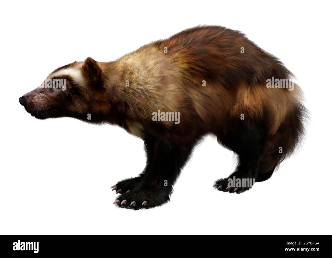 3D rendering of a wolverine isolated on white background Stock Photo ...