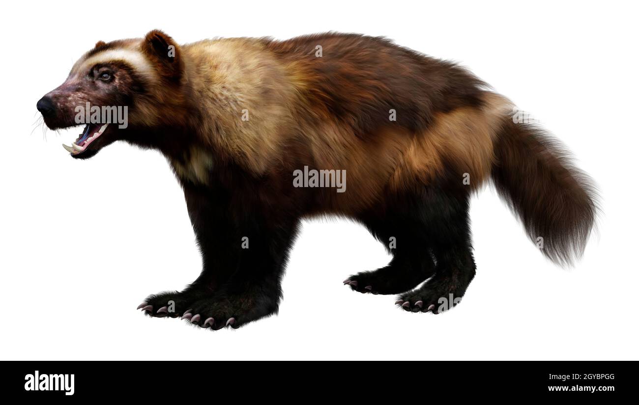 3D rendering of a wolverine isolated on white background Stock Photo ...