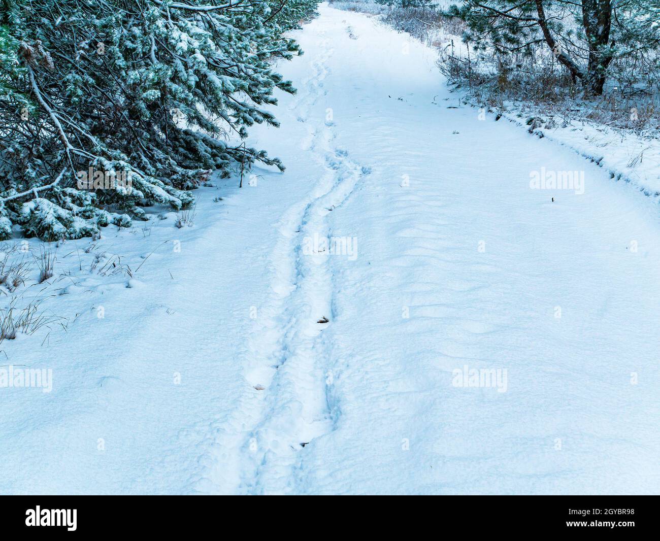 Footprints of a man walking in the snow of a winter forest. Footprint ...
