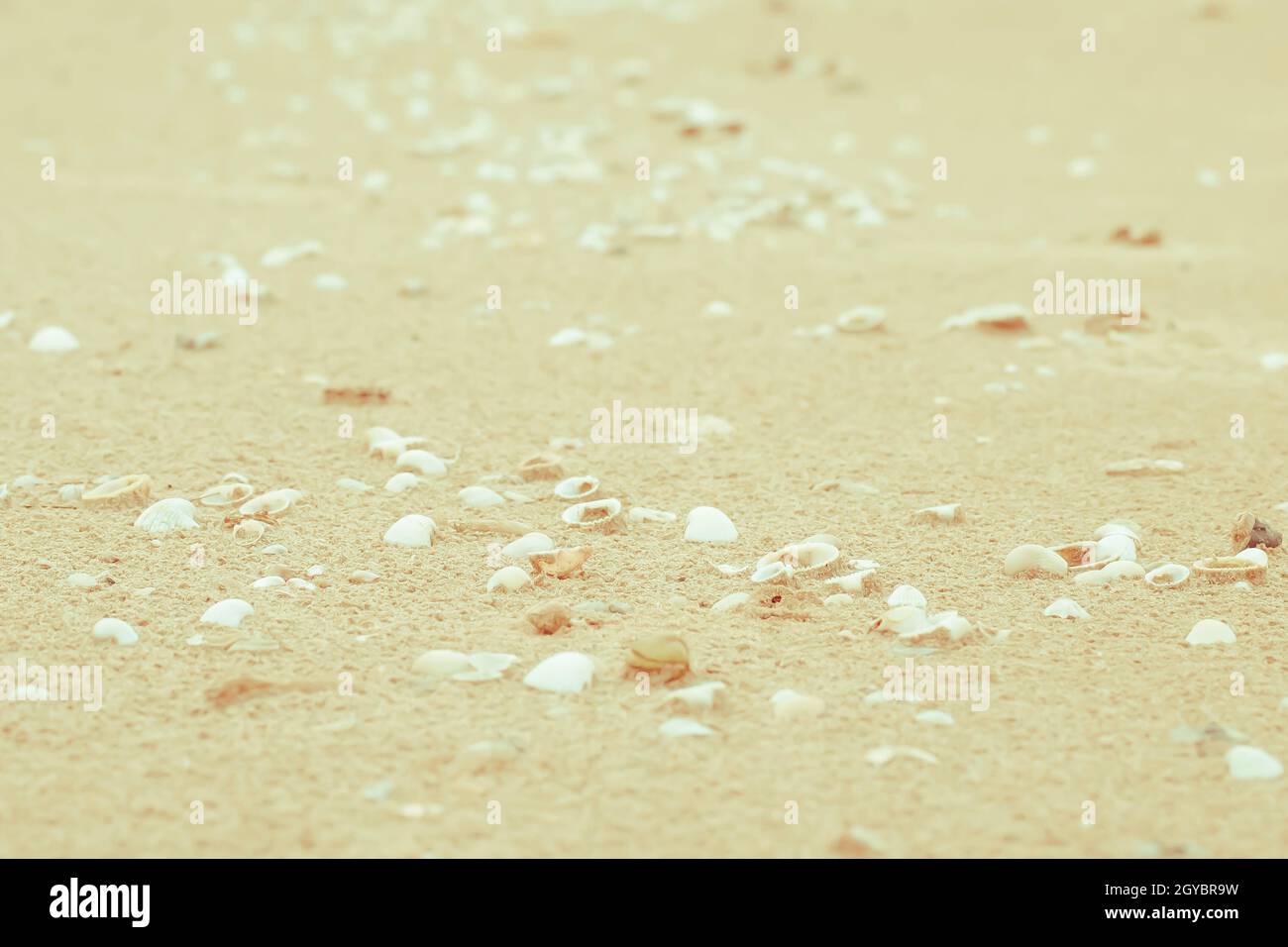 Sea shells on sand. Summer beach background. Top view . Sand texture ...