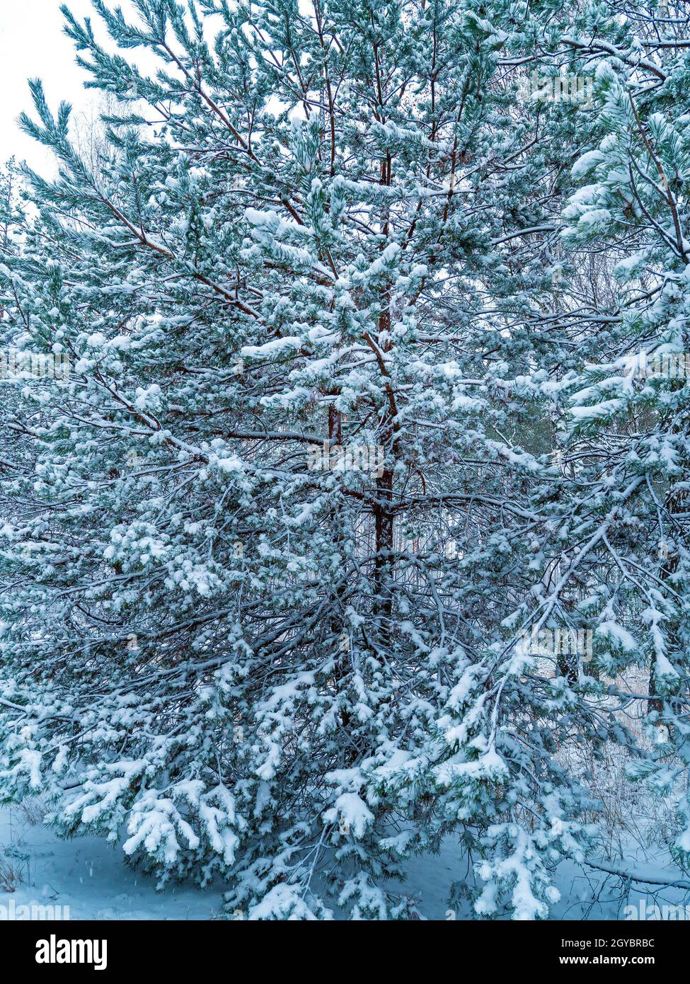 Green branches of a pine tree in the snow. Snow blizzard. Forest. Pine tree. Winter season ...