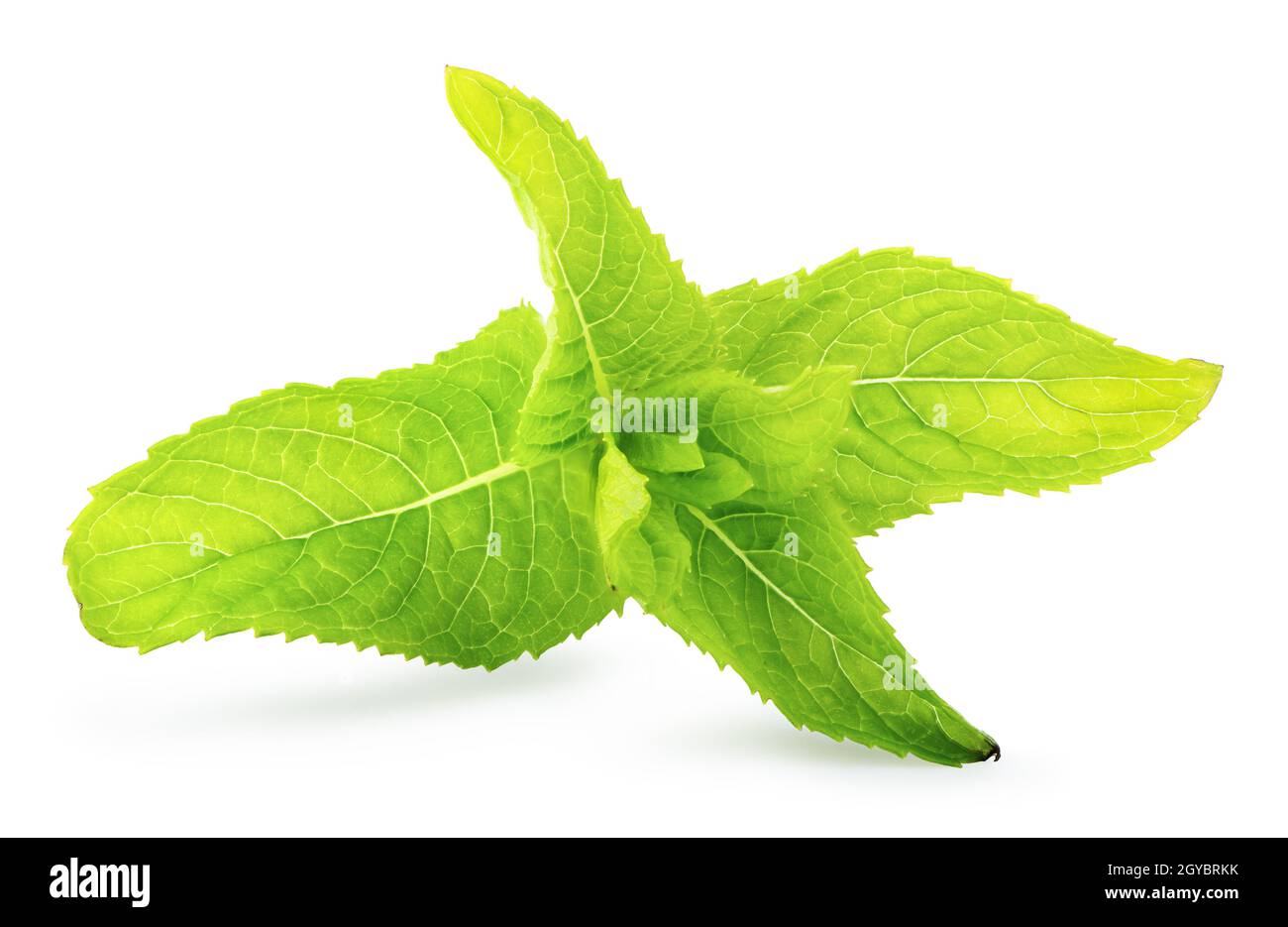 Branch of mint isolated on a white background Stock Photo - Alamy