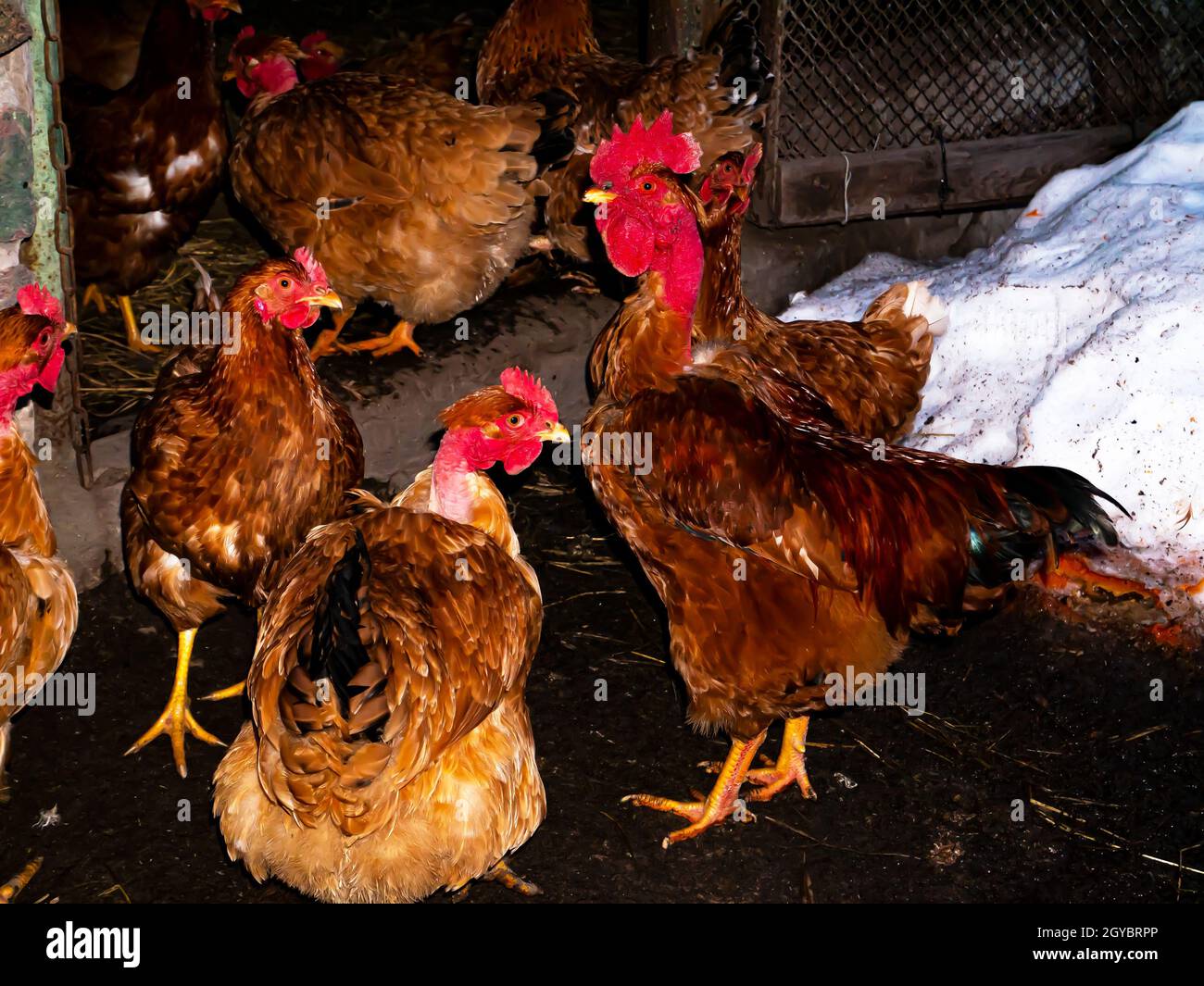 Brown hens with a red comb in the dark. Poultry chicken. Agriculture ...