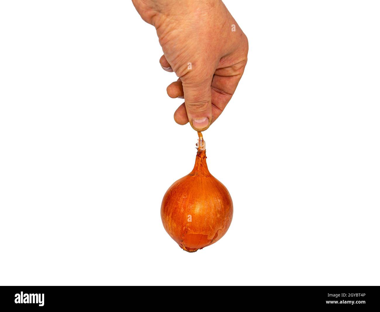 Vegetable onion of golden color in a man's hand on a white background ...