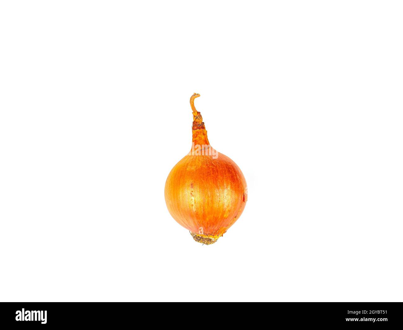 Vegetable onion golden color on a white background. Vegetable onion ...