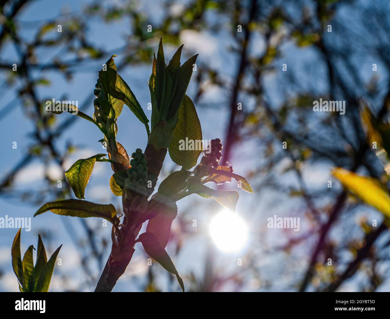 Sun rays shining through the leaves of a tree branch. Sunlight. Spring ...