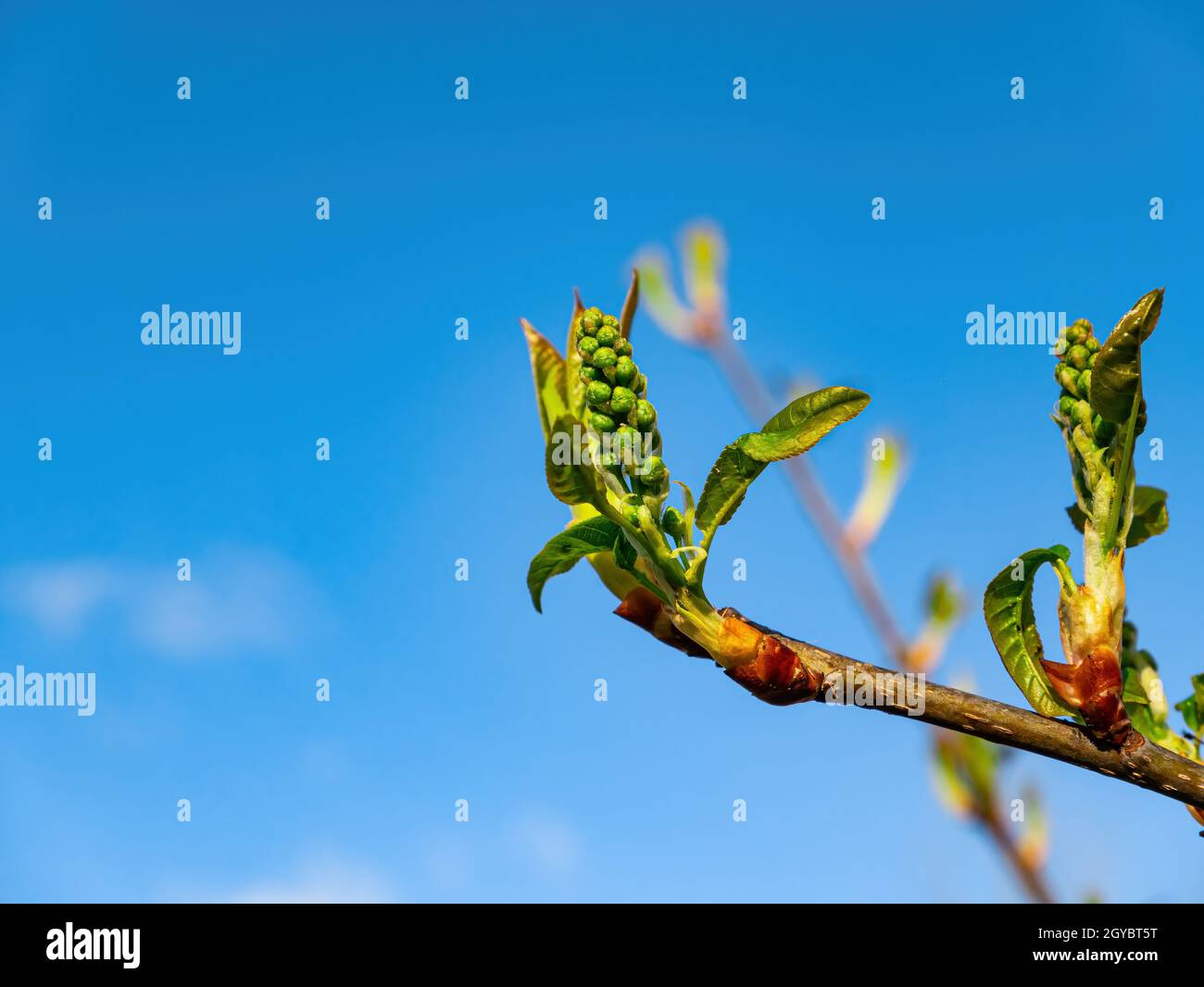 Green spring shoots of the Prunus padus tree against the blue sky ...