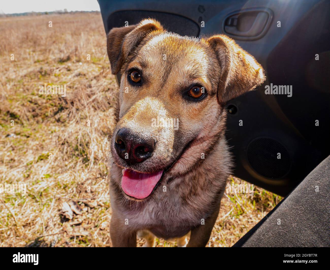 The look of a mongrel dog with drooping ears. Dog eyes. Pets. Puppy ...