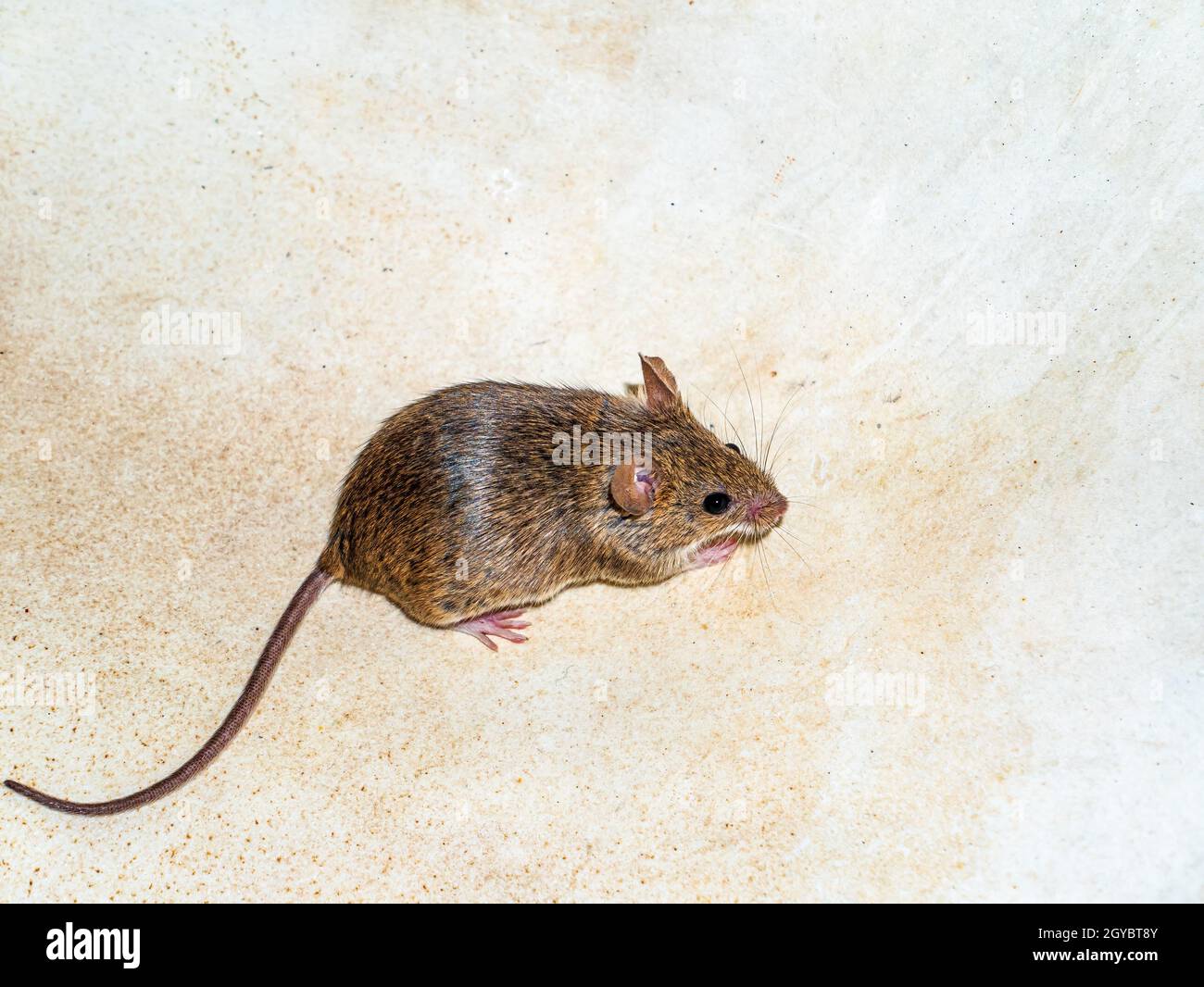 Tame mouse hi-res stock photography and images - Alamy