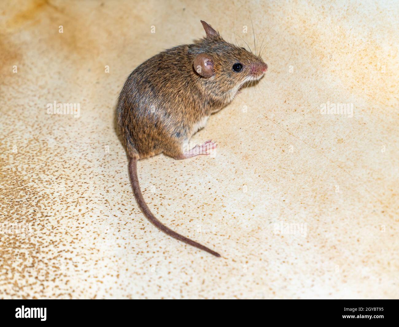 Mus musculus animal rodent mammal mouse. Domestic rodents. Harvest ...