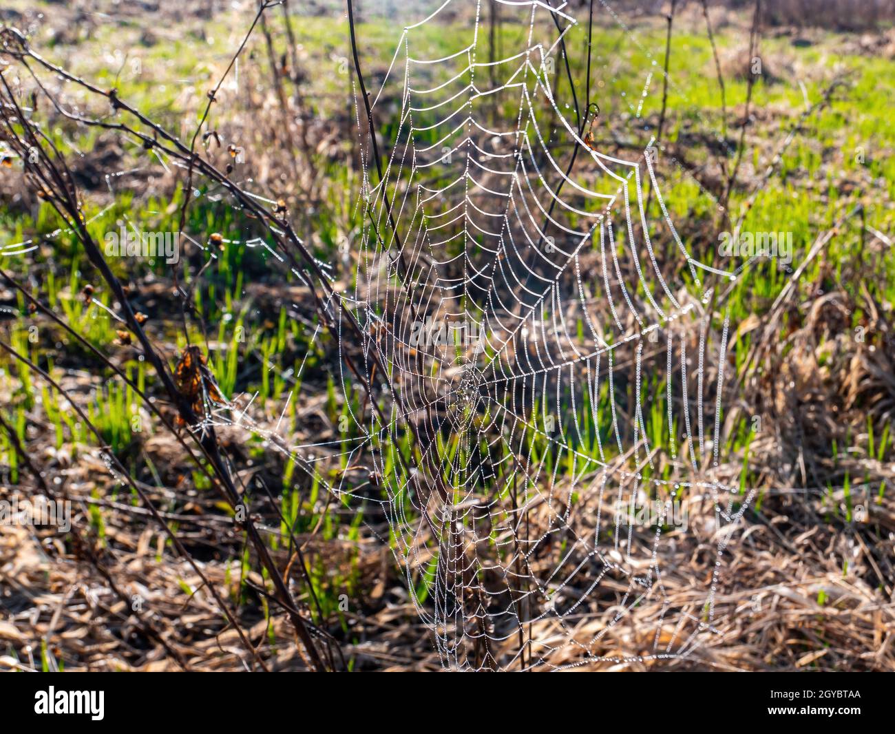 White spider web of insect with water drops. Spider webs. Morning dew ...