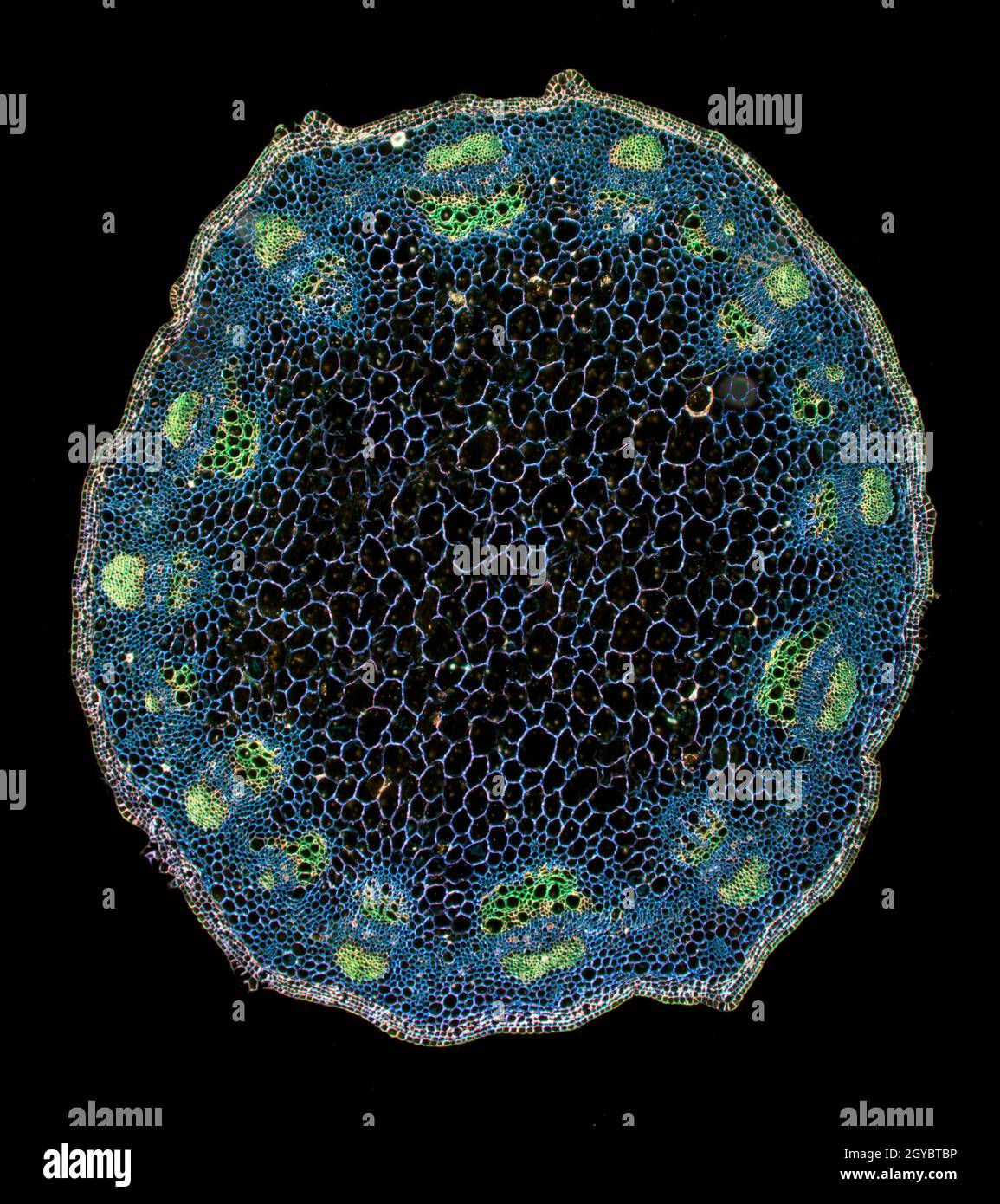 Typical Dicotyledon plant stem structure, TS stained section Stock ...