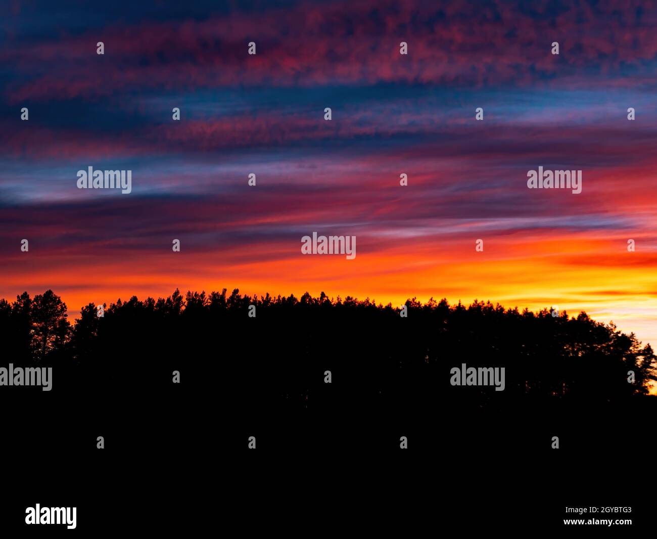 Sky in orange colors of a sunny sunset over the forest horizon. Pink ...